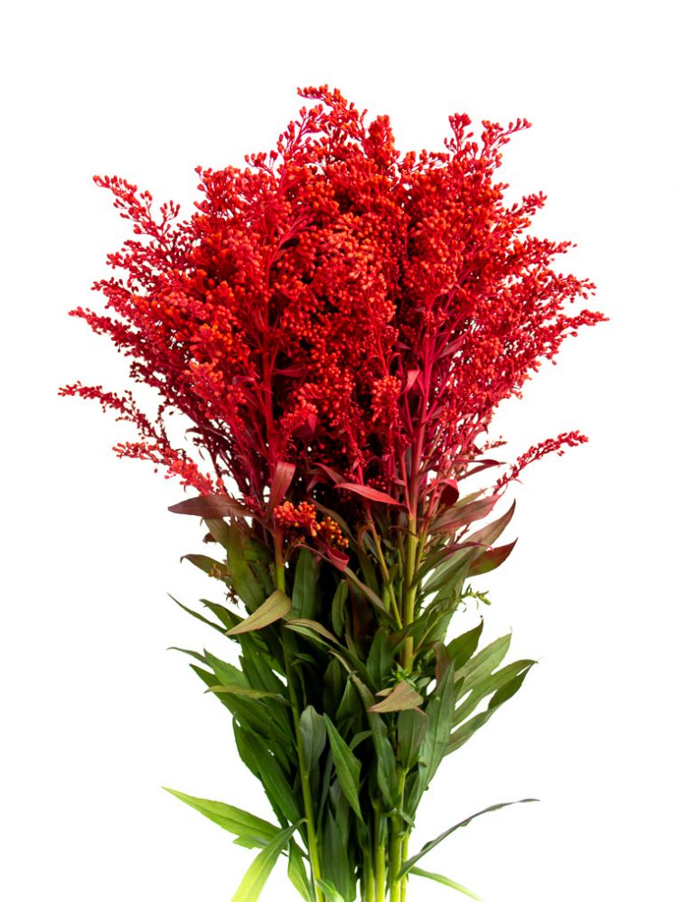 Tinted Solidago Tara – SJ Flowers