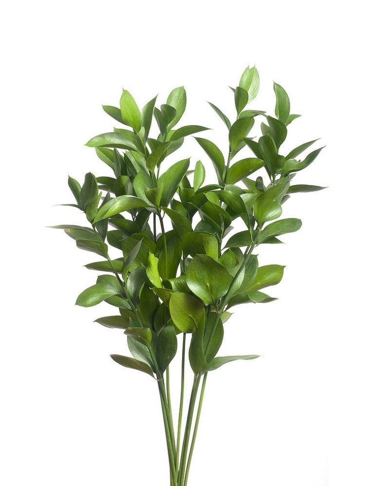 Israeli Ruscus – SJ Flowers